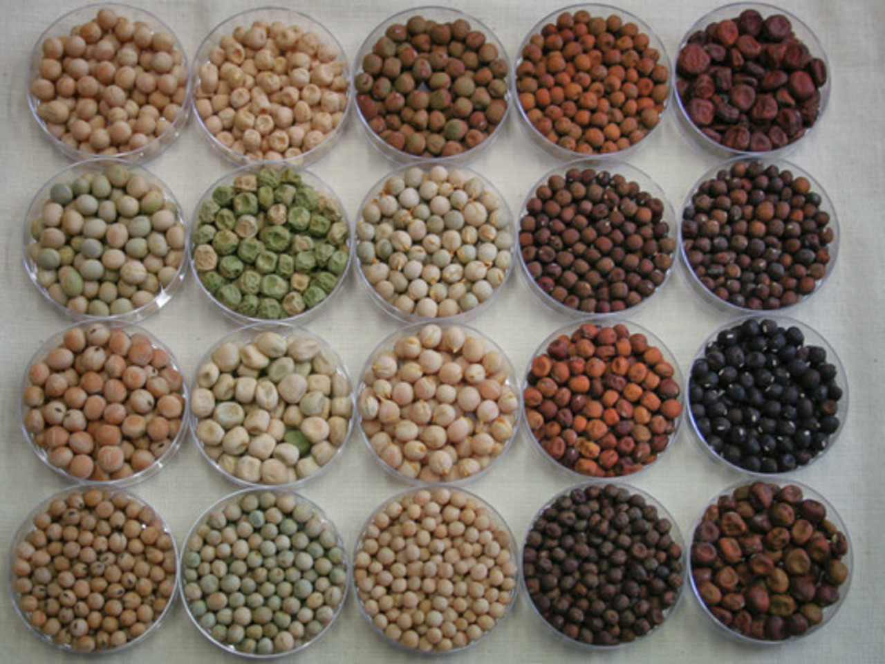 pea seeds